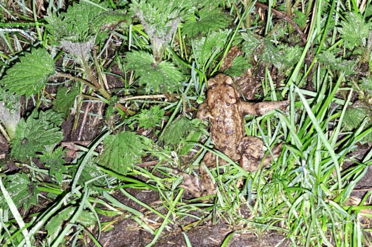 De pad: giftig voor de hond | Doderer Hondenschool