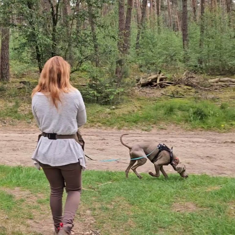 Speuren met je hond: mantrailing | Doderer Hondenschool